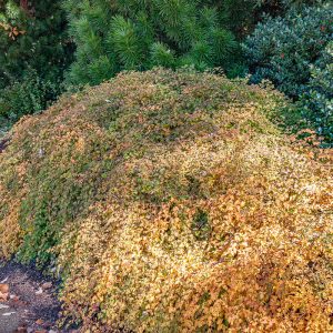 Cutleaf Stephanandra (Stephanandra incisa 'Crispa') - Garden Tutor