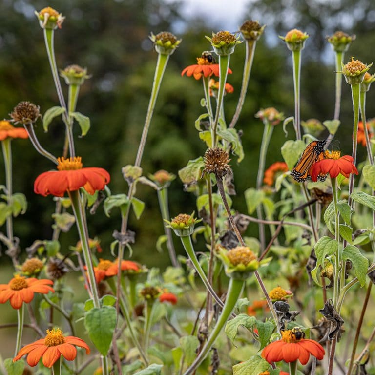 Mexican sunflower (Tithonia rotundifolia 'Torch') - Garden Tutor
