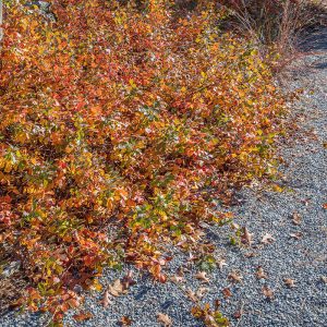 Gro-Low Fragrant Sumac (Rhus aromatica 'Gro-low') - Garden Tutor