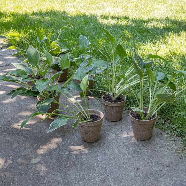 A superb small variegated Hosta: Hosta 'Allan P. McConnell' - Garden Tutor