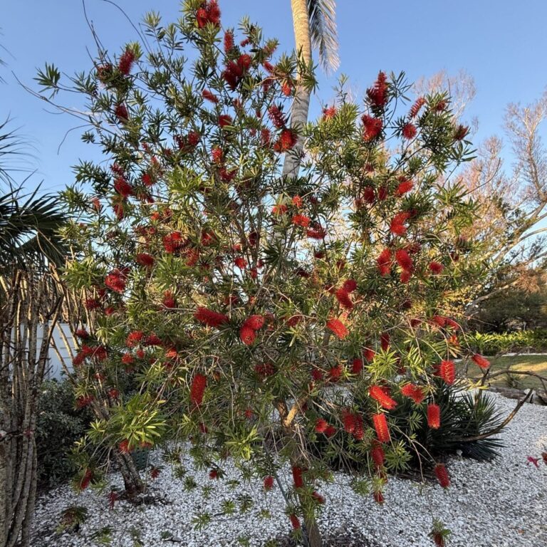 Bottlebrush Trees Attract Pollinators Effortlessly